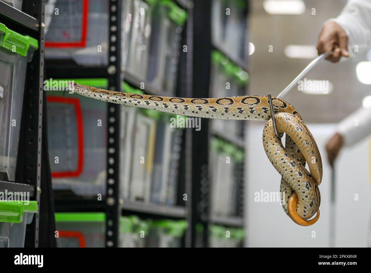 Snakes of bangladesh hi-res stock photography and images - Alamy