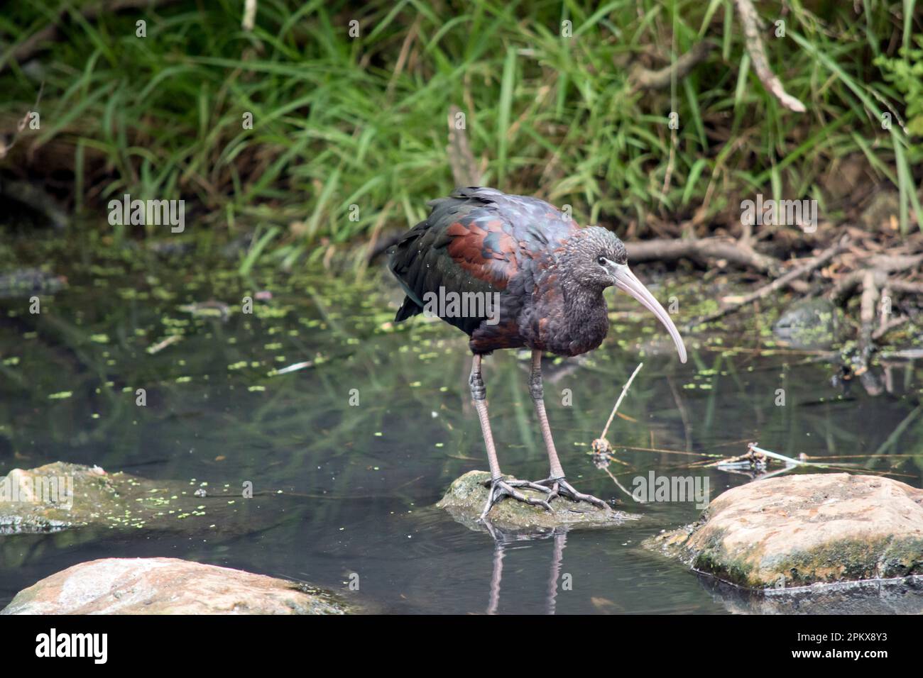 The glossy ibis neck is reddish-brown and the body is a bronze-brown ...