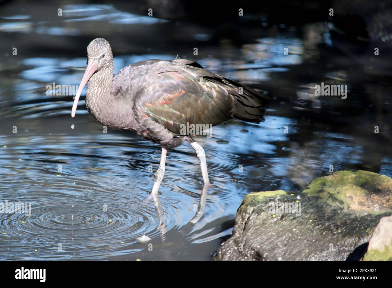 The glossy ibis neck is reddish-brown and the body is a bronze-brown ...