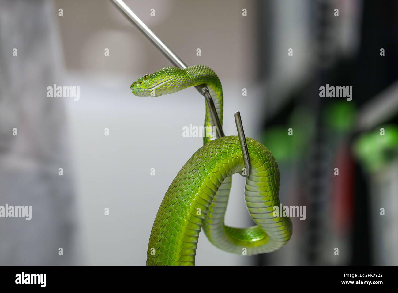 Snakes of bangladesh hi-res stock photography and images - Alamy