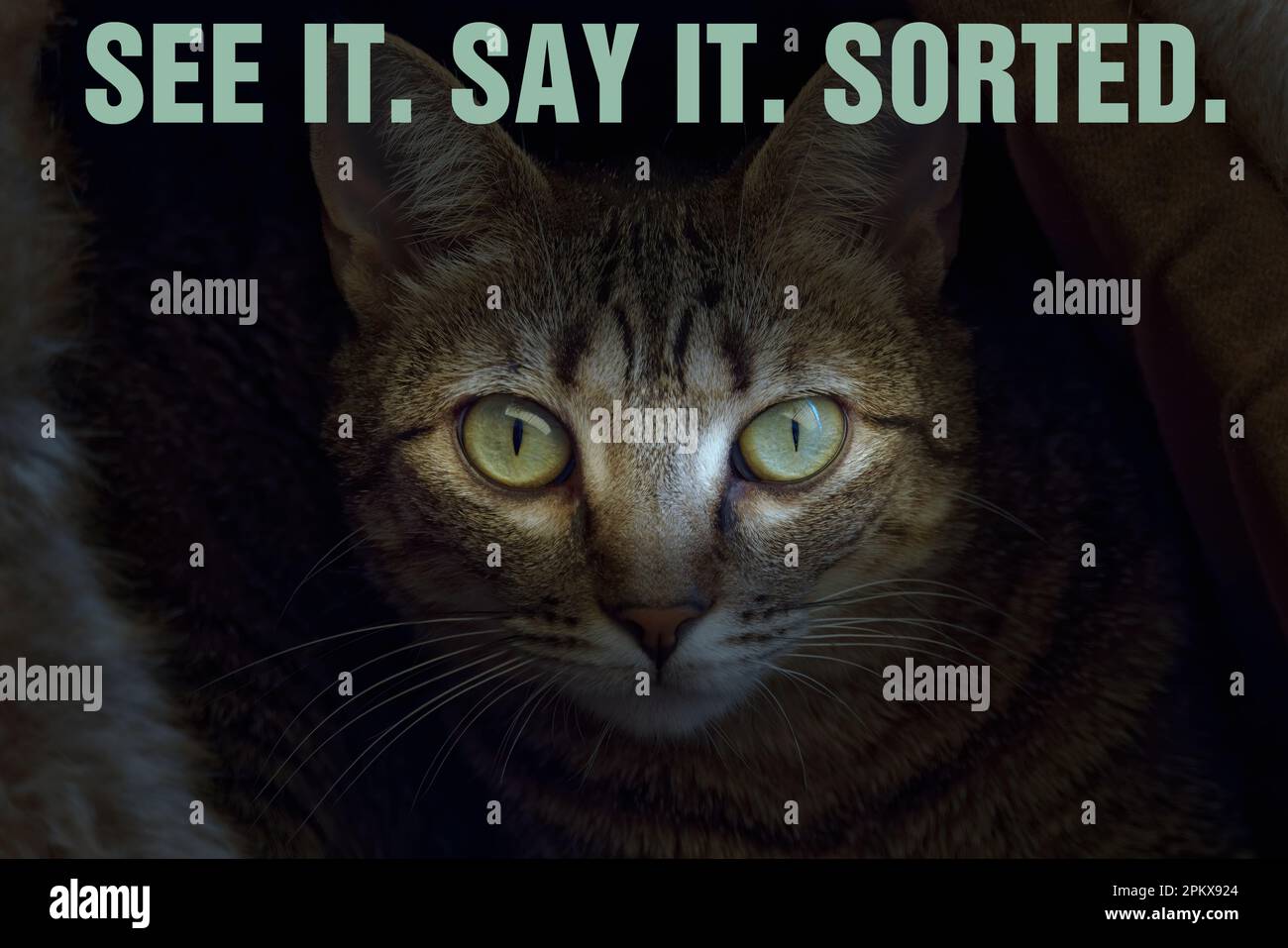 Cat watching in cave with "SEE IT. SAY IT. SORTED Stock Photo - Alamy