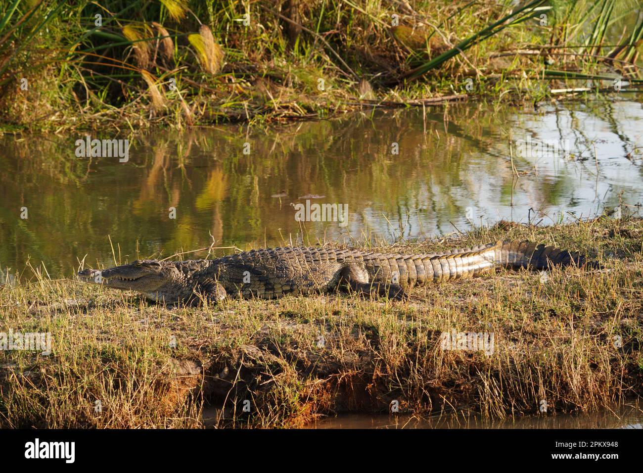 Nile crocodile on river bank at Zambezi River Stock Photo - Alamy