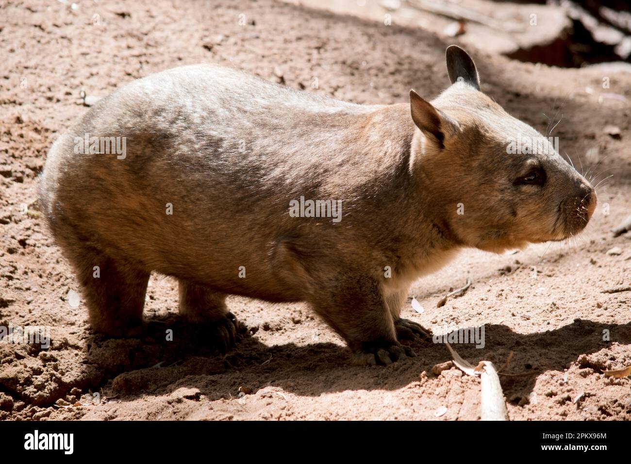 The hairy-nosed wombat has softer fur, longer and more pointed ears and ...
