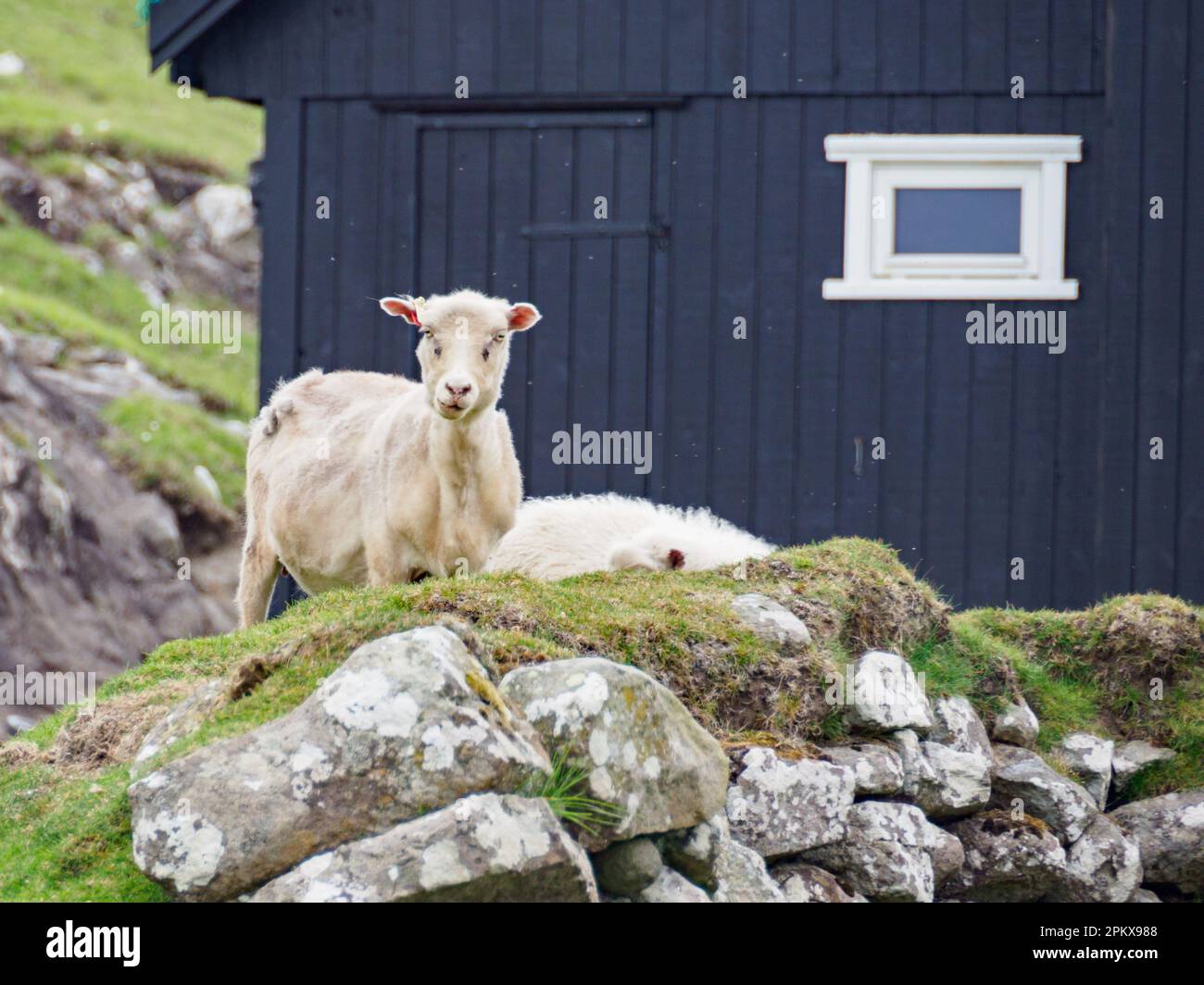 A shorn sheep on a background of a typical wooden Faroe house. Vagar ...