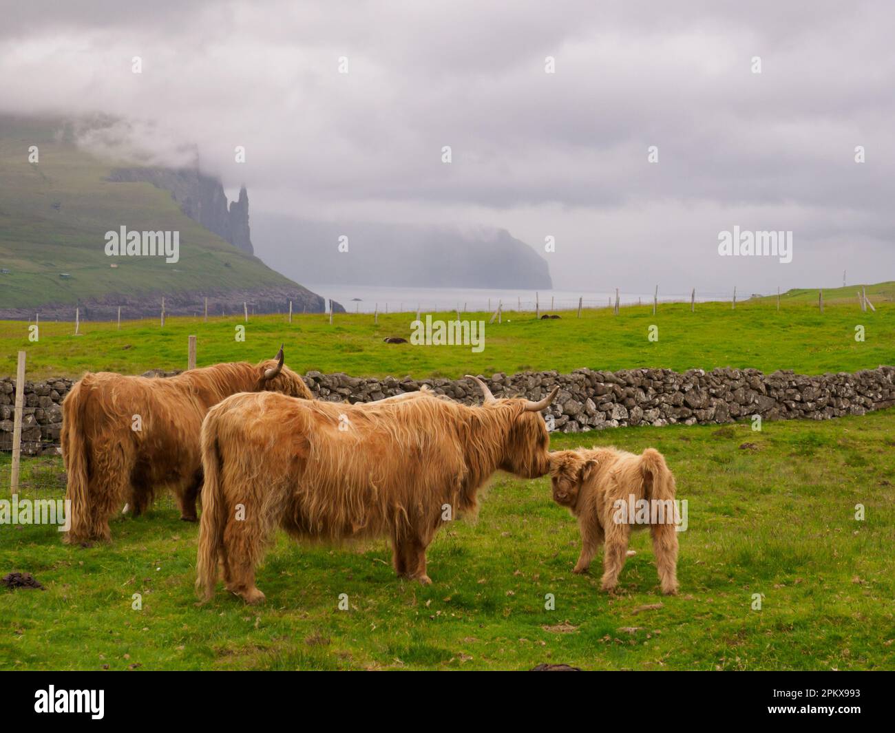 Scottish cows against the backdrop of the Faroe Islands - Highland is a ...