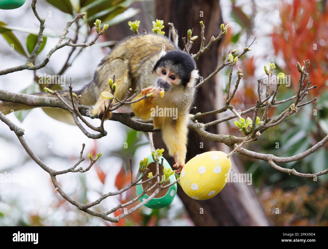 Squirrel Monkeys play with Easter Eggs at London Zoo. Staff place ...