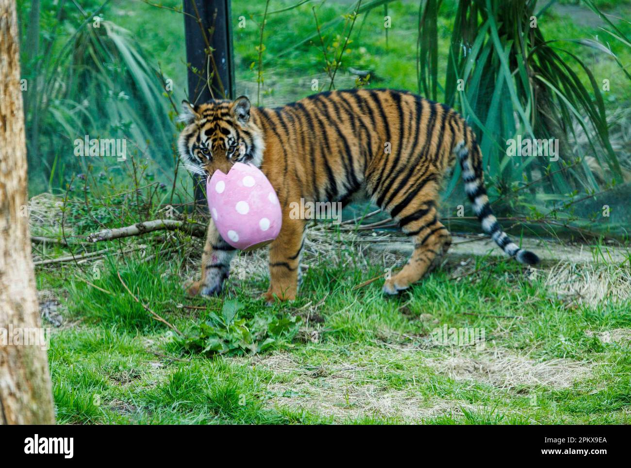 Sumatran Tigers play with Easter Eggs at London Zoo. Staff place treats ...