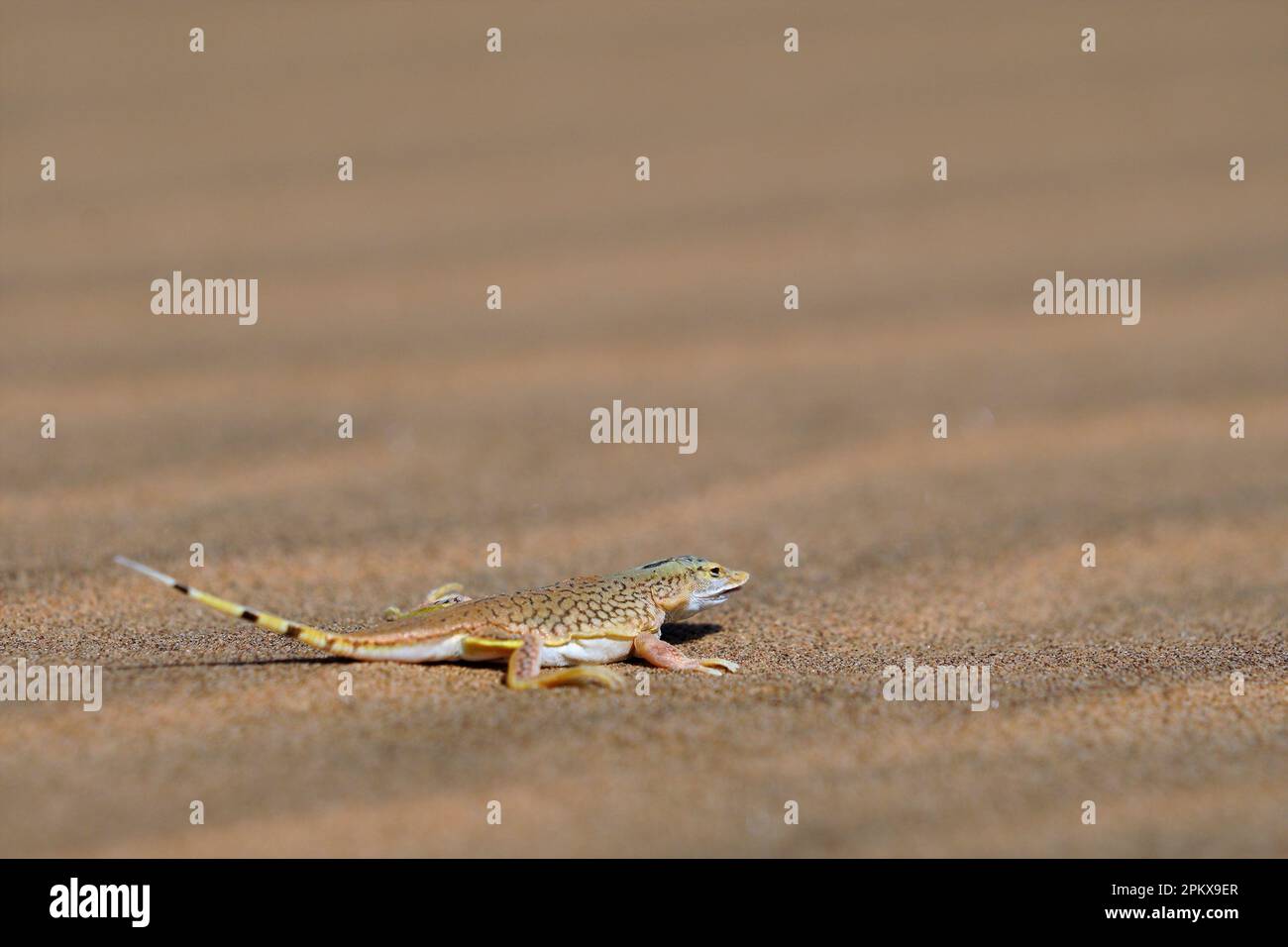 Shovel Snouted lizard in Namib Desert Stock Photo - Alamy