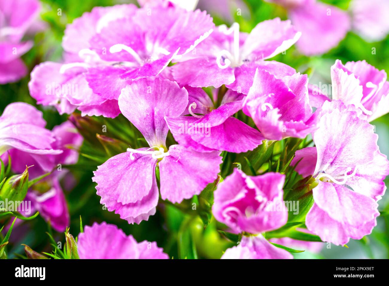 Small violet selective focus flower for background of art work and ...