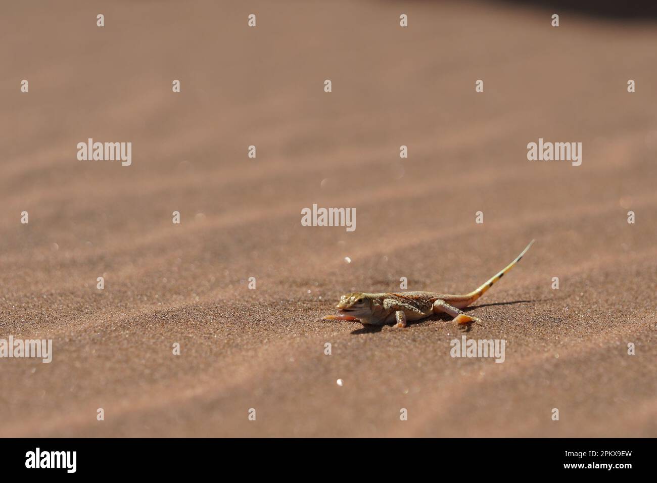 Snouted lizard hi-res stock photography and images - Alamy