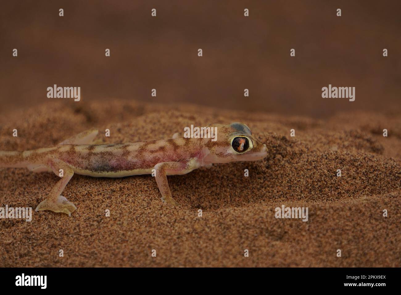 Namib web hi-res stock photography and images - Alamy