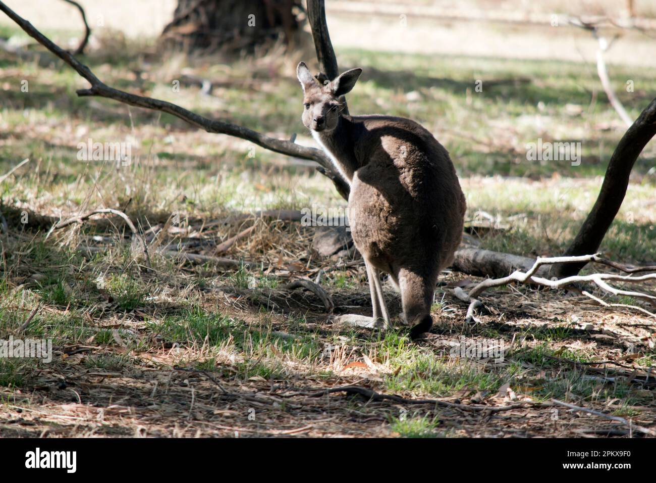 the kangaroo-Island Kangaroo has a light brown body with a white under ...