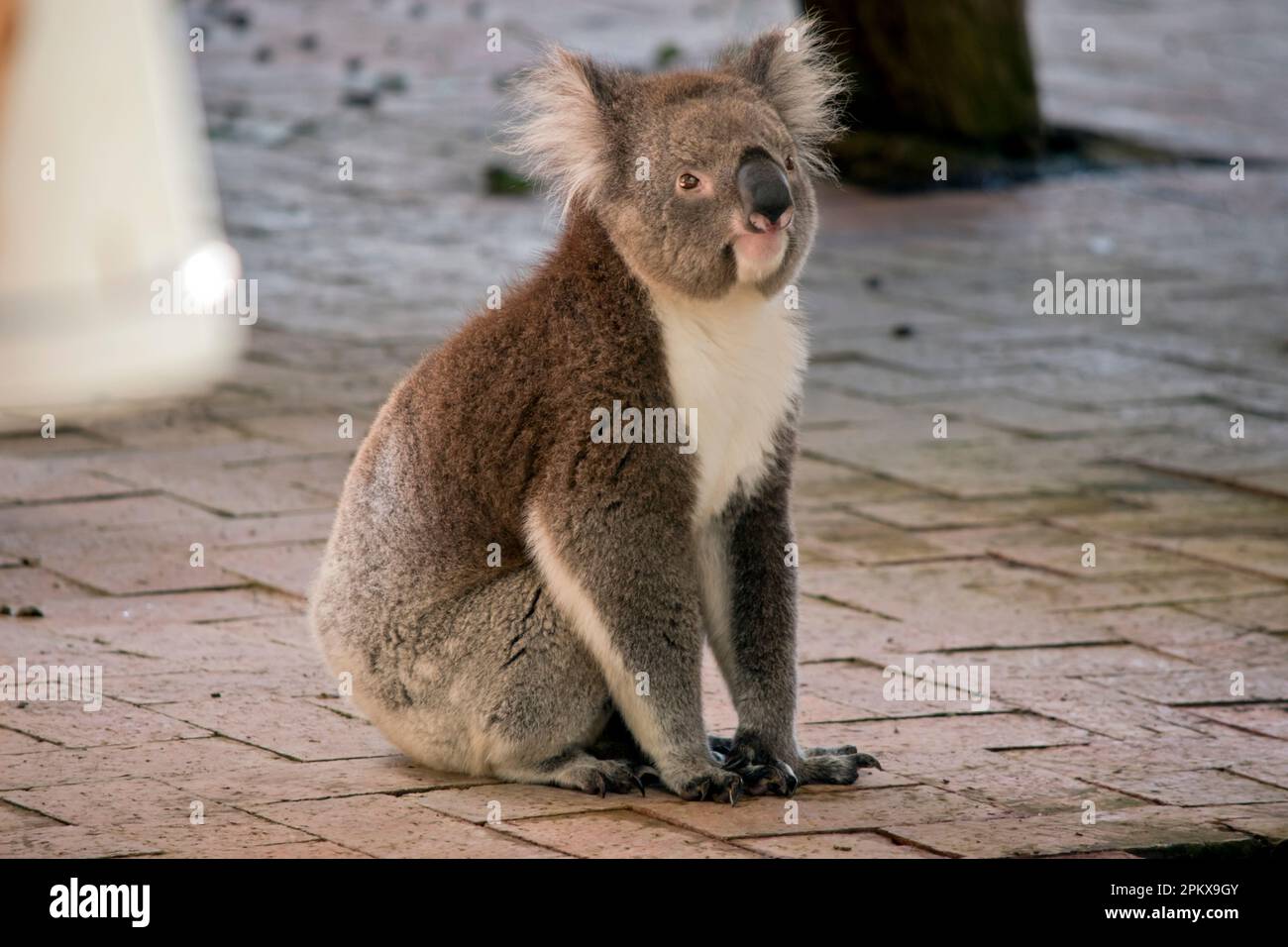 The Koala has a large round head, big furry ears and big black nose ...