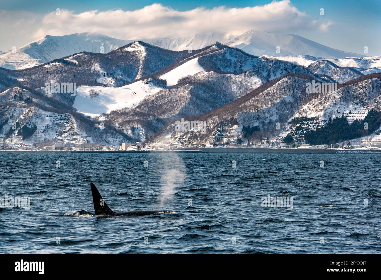 The fishing town of Rausu (Hokkaido, Japan) with a male killer whale ...
