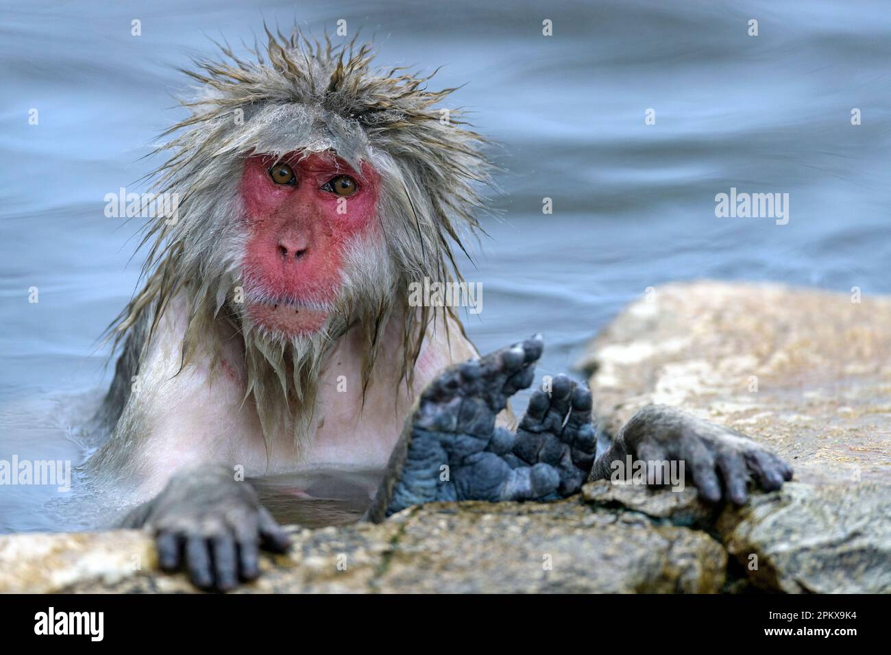 Snow monkey (Macaca fuscata) in a hot pool. Photo from Joshinetsu Kogen ...