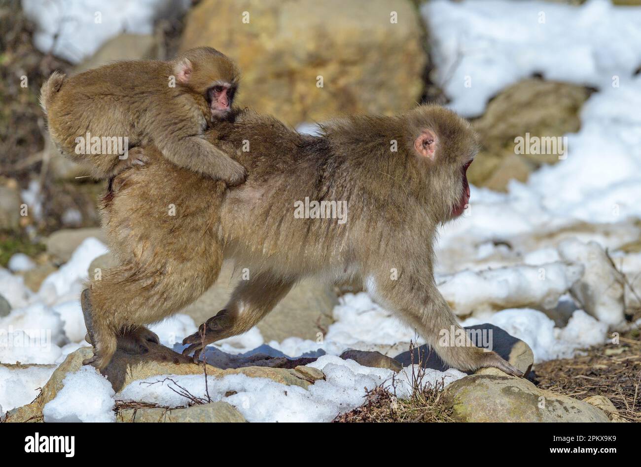 Snow monkey (Macaca fuscata) carrying juvenile. Photo from Joshinetsu Kogen National Park ...