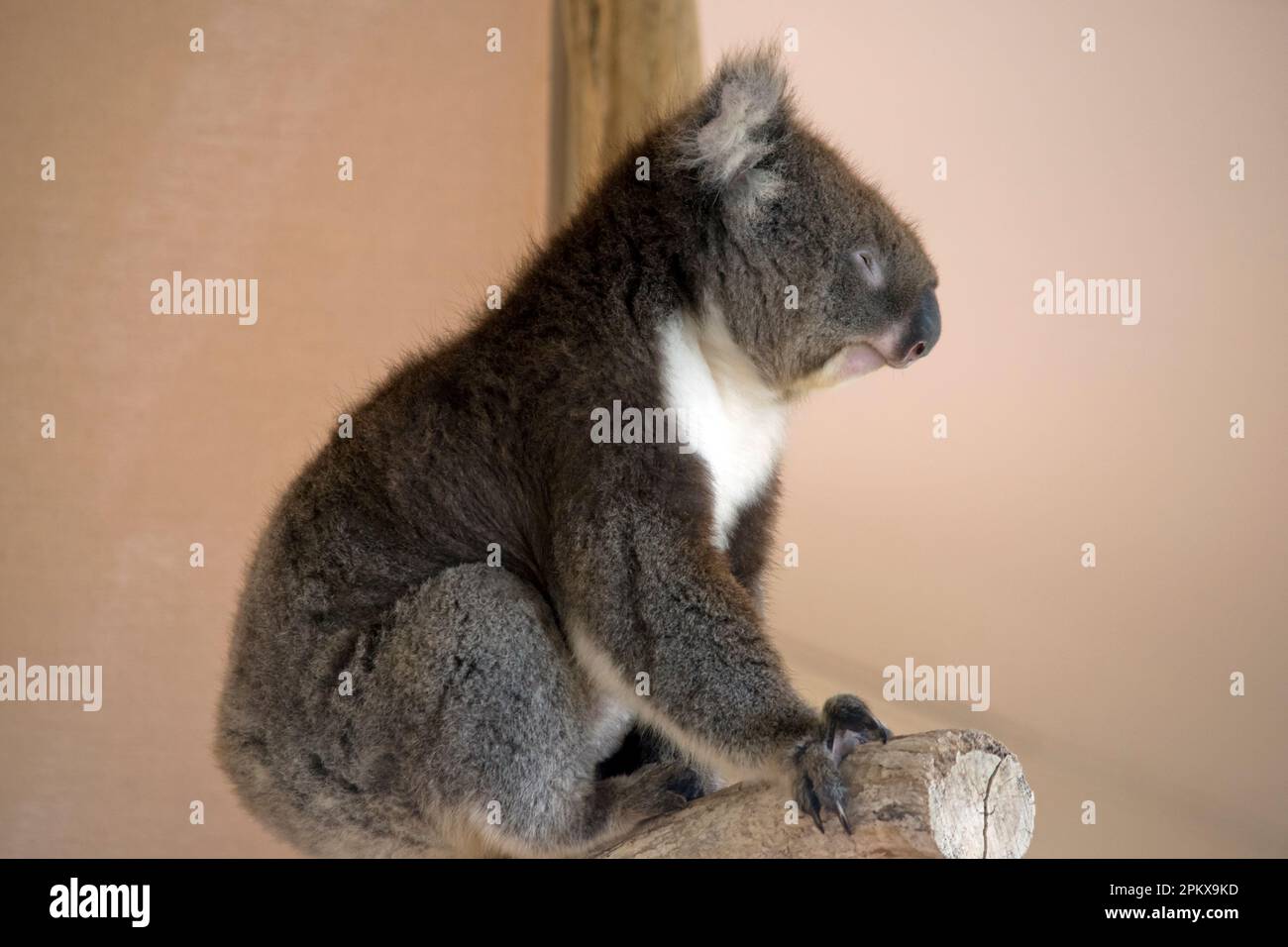 the Koala has large round head, big furry ears and big black nose ...