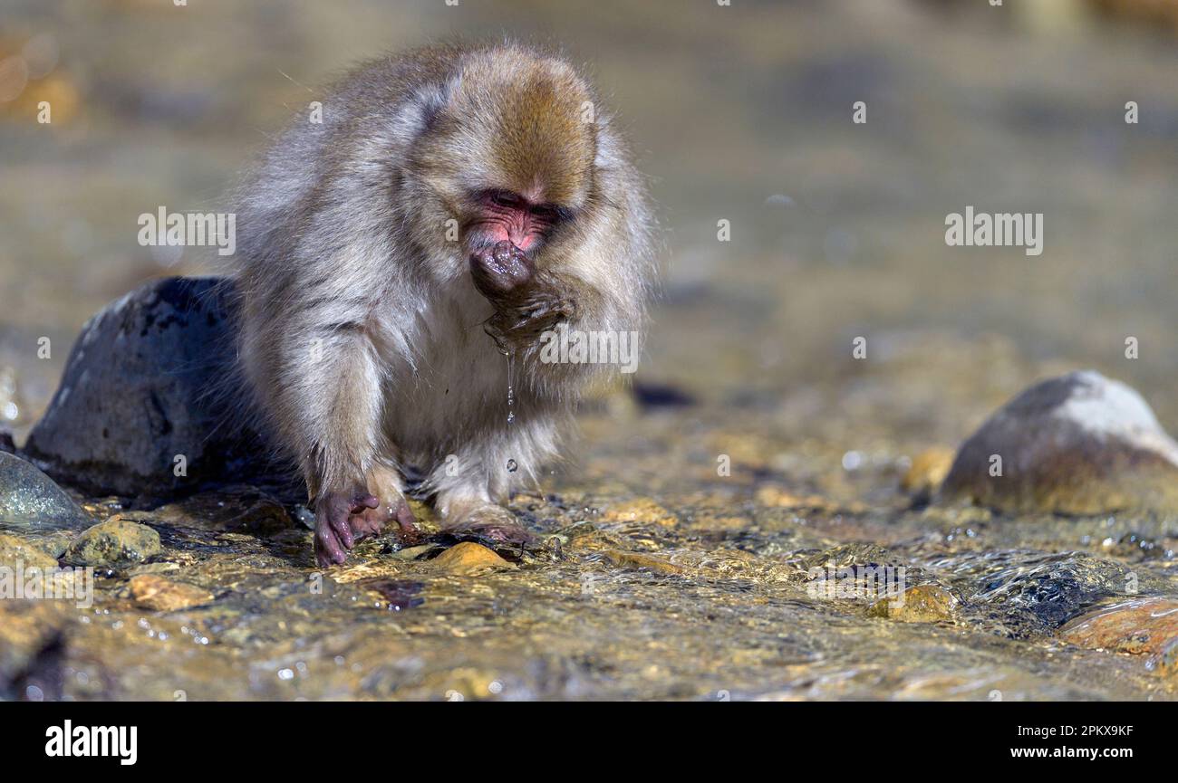 Snow monkey (Macaca fuscata) feeding in the river. Photo from ...
