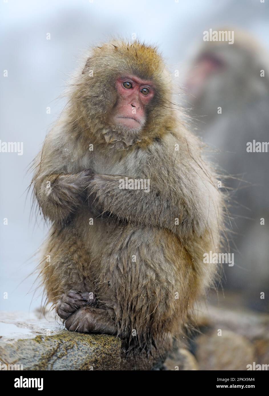 Snow monkey (Macaca fuscata). Photo from Joshinetsu Kogen National Park ...