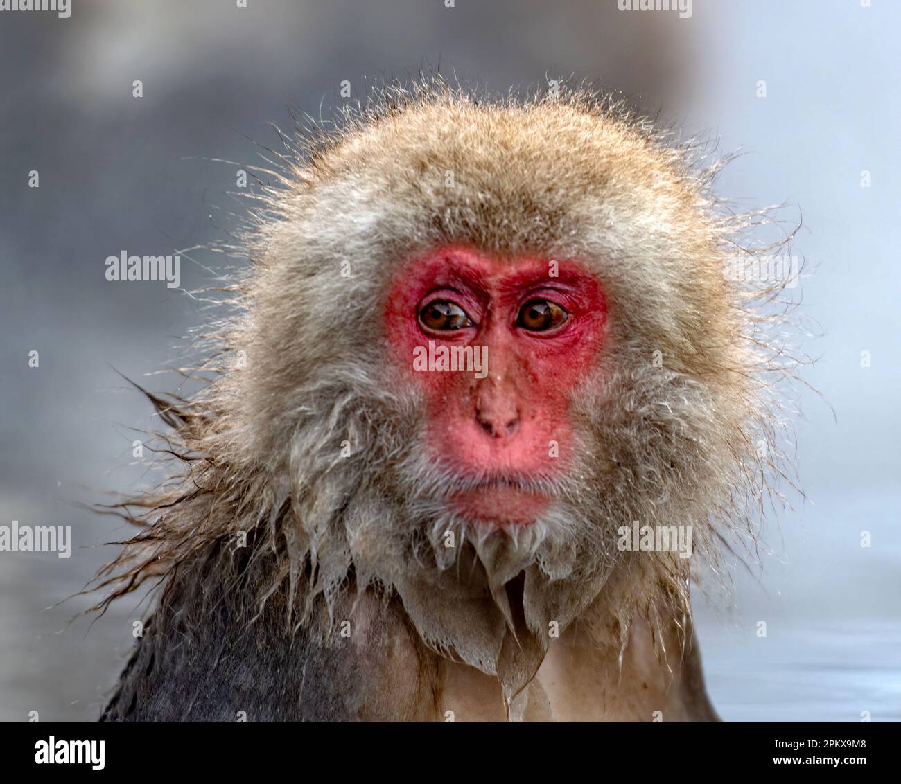 Snow monkey (Macaca fuscata). Photo from Joshinetsu Kogen National Park ...