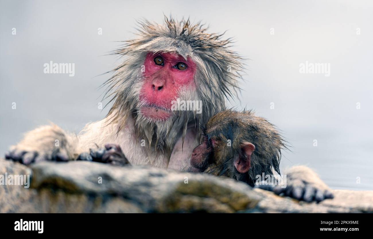 Snow monkey (Macaca fuscata) in hot pool with juvenil. Photo from ...