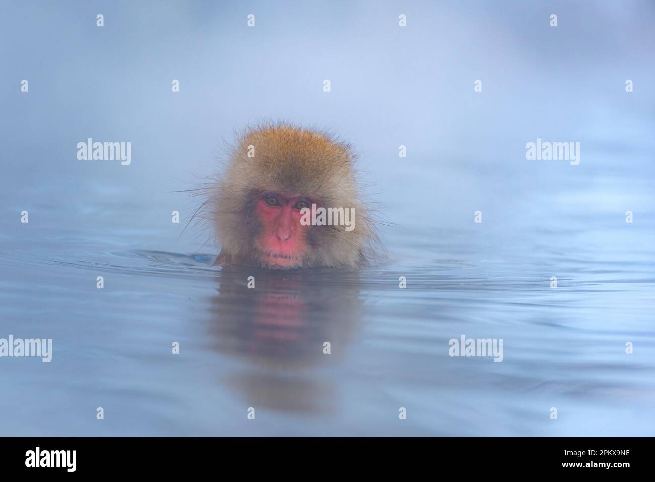 Snow monkey (Macaca fuscata) in hot pool. Photo from Joshinetsu Kogen ...