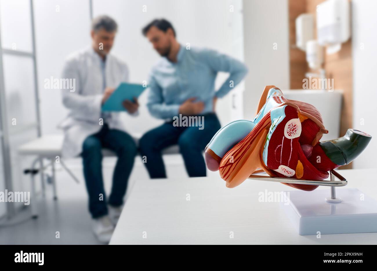 Male reproductive anatomy model on doctor's table during urologist ...