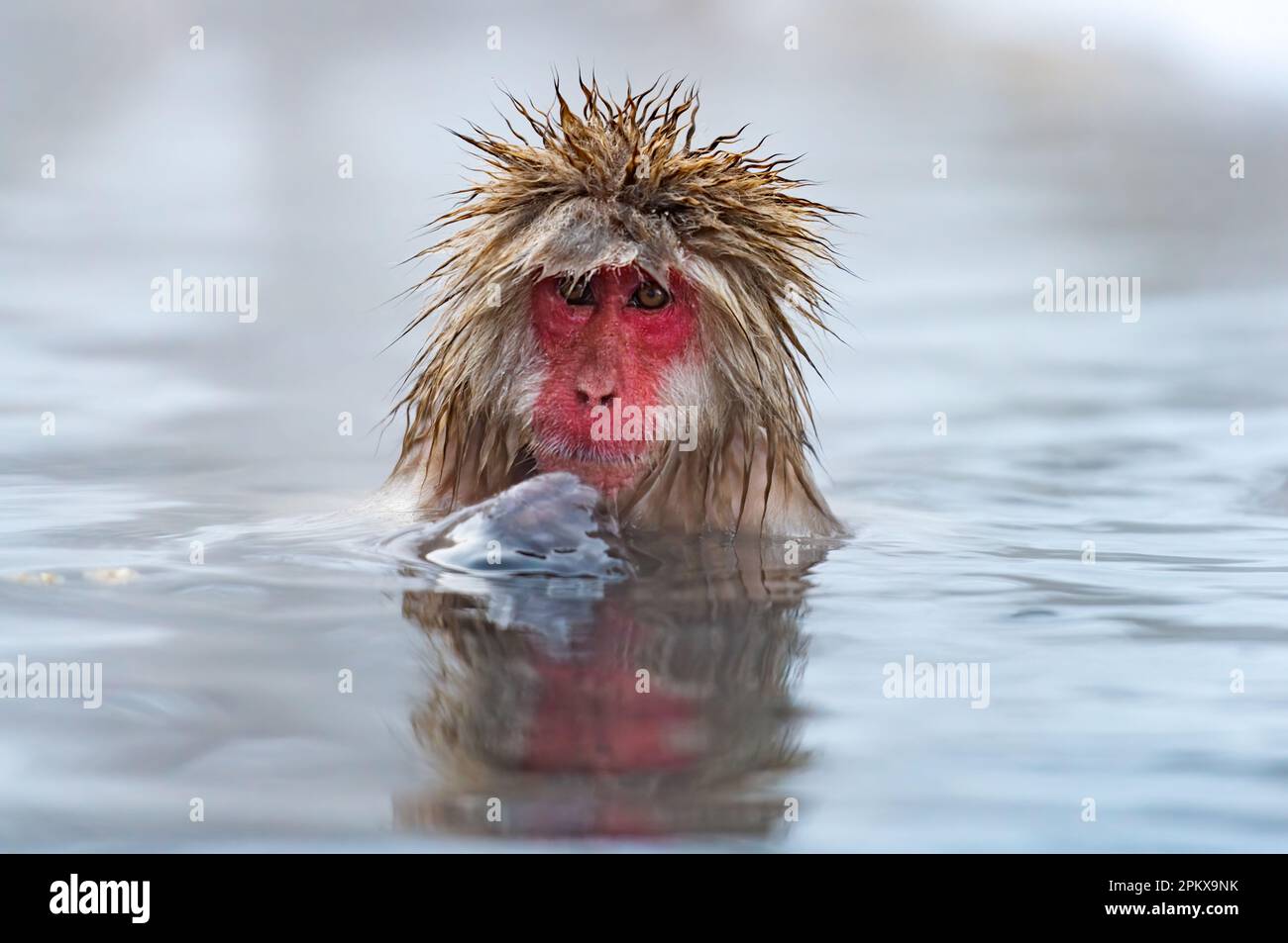 Snow monkey (Macaca fuscata) in hot pool. Photo from Joshinetsu Kogen ...
