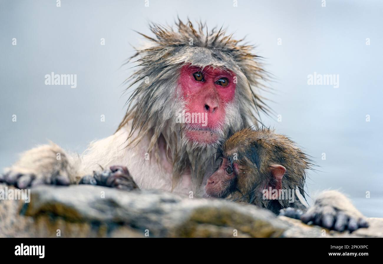 Snow monkey (Macaca fuscata) in hot pool with juvenile. Photo from Joshinetsu Kogen National ...