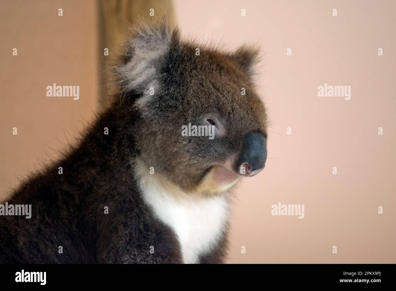 the Koala has large round head, big furry ears and big black nose ...