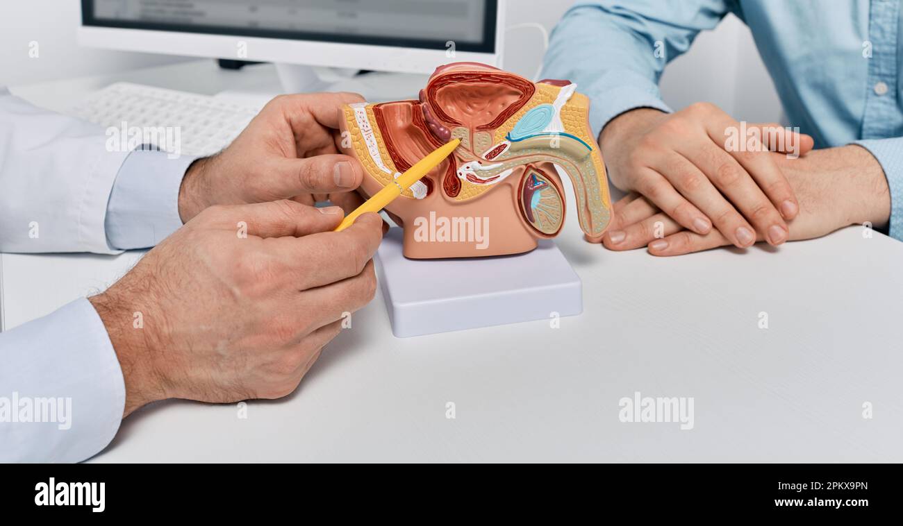 doctor consulting man patient with suspected prostate cancer using male ...