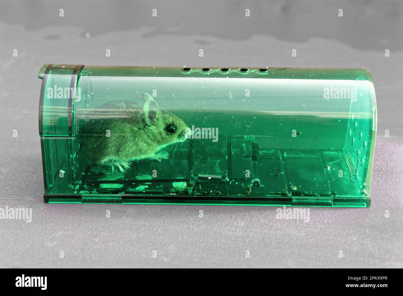 A common wood mouse, Apodemus sylvaticus caught in a humane mousetrap ...