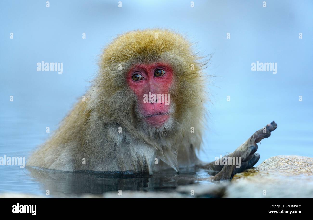 Snow monkey (Macaca fuscata) in hot pool. Photo from Joshinetsu Kogen ...