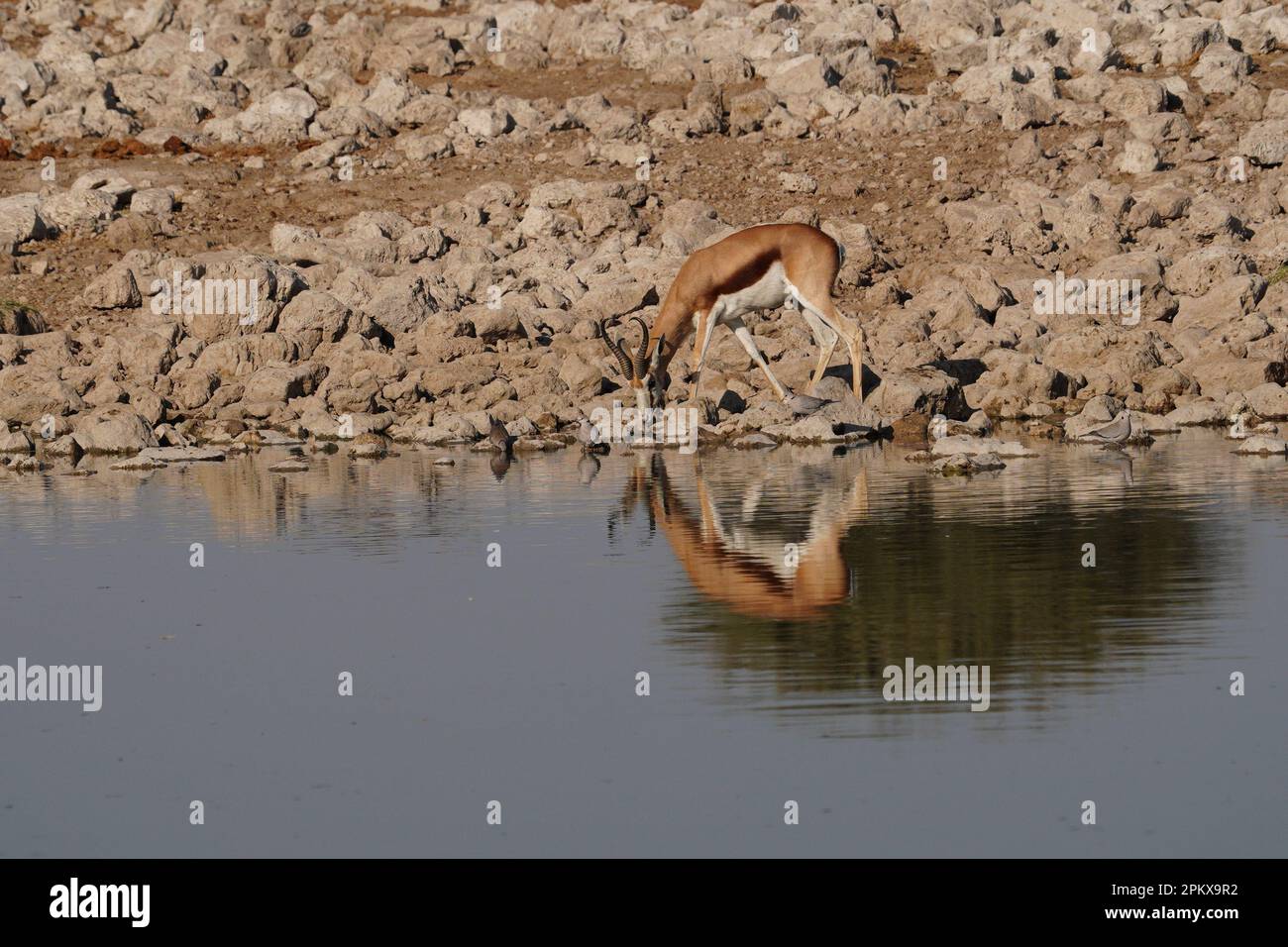 Springbok drinking at waterhole Stock Photo - Alamy