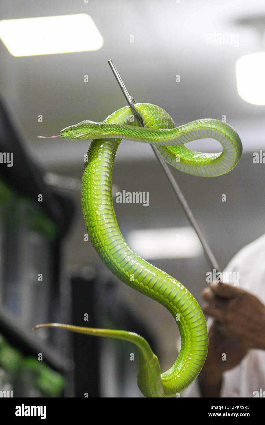 Snakes of bangladesh hi-res stock photography and images - Alamy