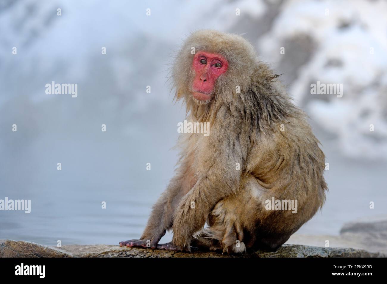 Snow monkey (Macaca fuscata) in hot pool. Photo from Joshinetsu Kogen ...