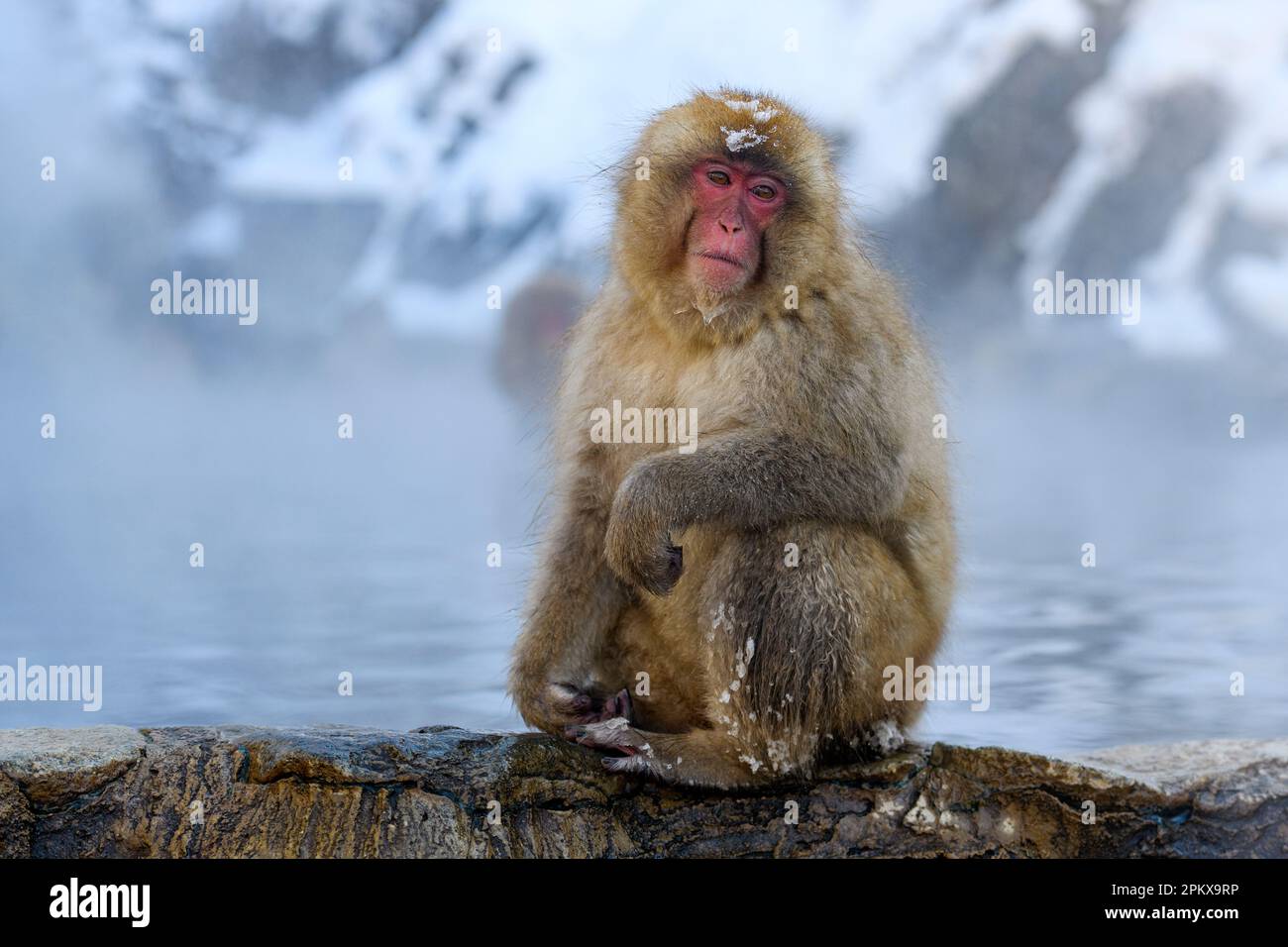 Snow monkey (Macaca fuscata) in hot pool. Photo from Joshinetsu Kogen ...