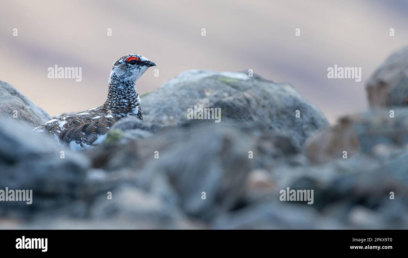 Portrait male rock ptarmigan hi-res stock photography and images - Alamy