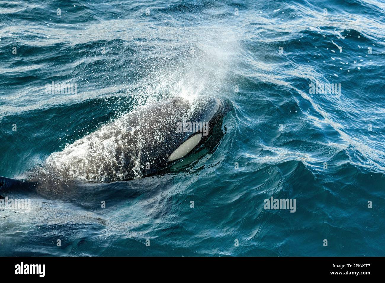 Killer whale (Orcinus orca) blowing off Rausu, Hokkaido, Japan Stock ...