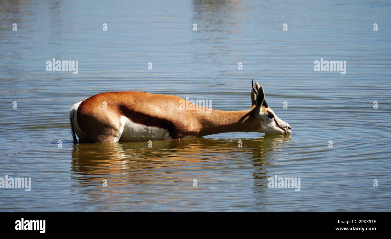 Springbok drinking hi-res stock photography and images - Alamy
