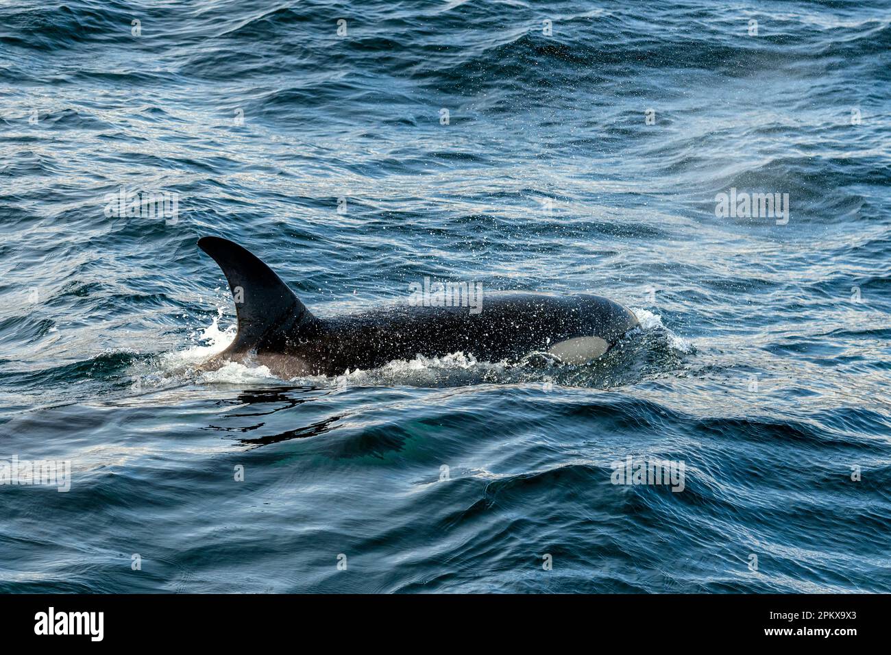Killer whale (Orcinus orca, female) off Rausu, Hokkaido, Japan Stock ...