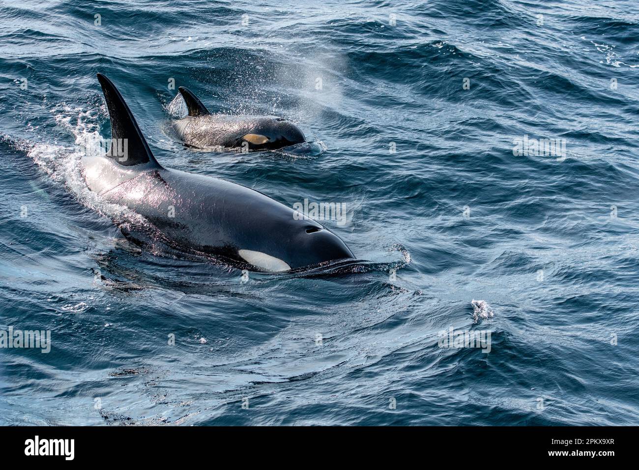 Killer whales (Orcinus orca) off Rausu, Hokkaido, Japan Stock Photo - Alamy