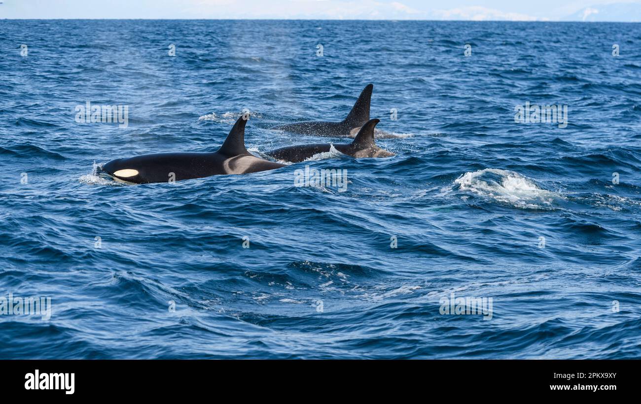Killer whales (Orcinus orca) off Rausu, Hokkaido, Japan Stock Photo - Alamy