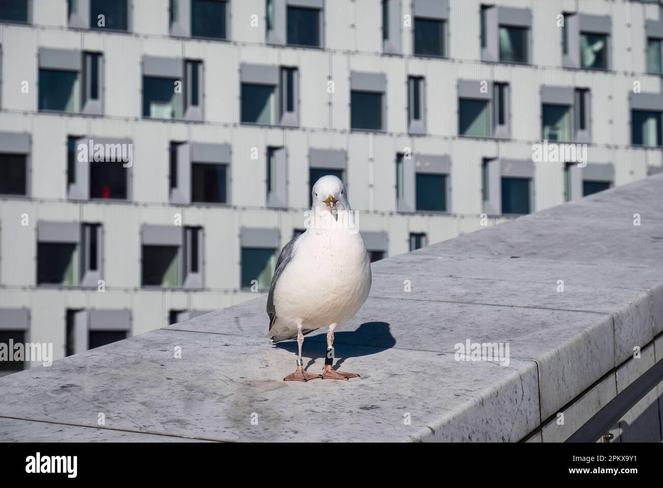 Tagged seagull hi-res stock photography and images - Alamy
