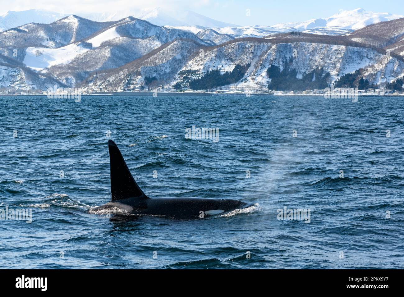 Large male killer whales (Orcinus orca) blowing off Rausu, Hokkaido ...