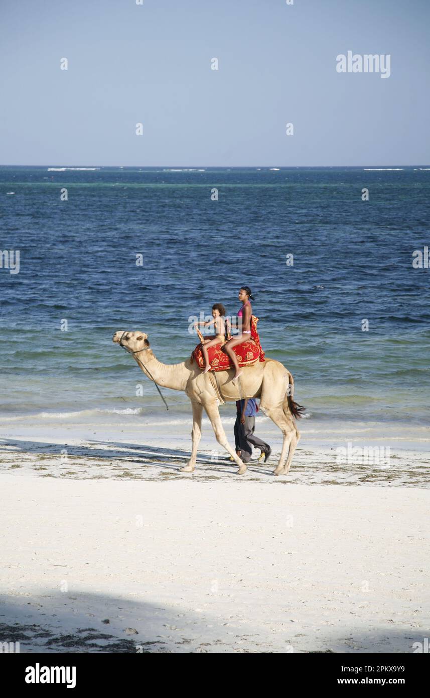 Camel riding on the beach, Mombasa, Indian Ocean, Kenya Stock Photo - Alamy