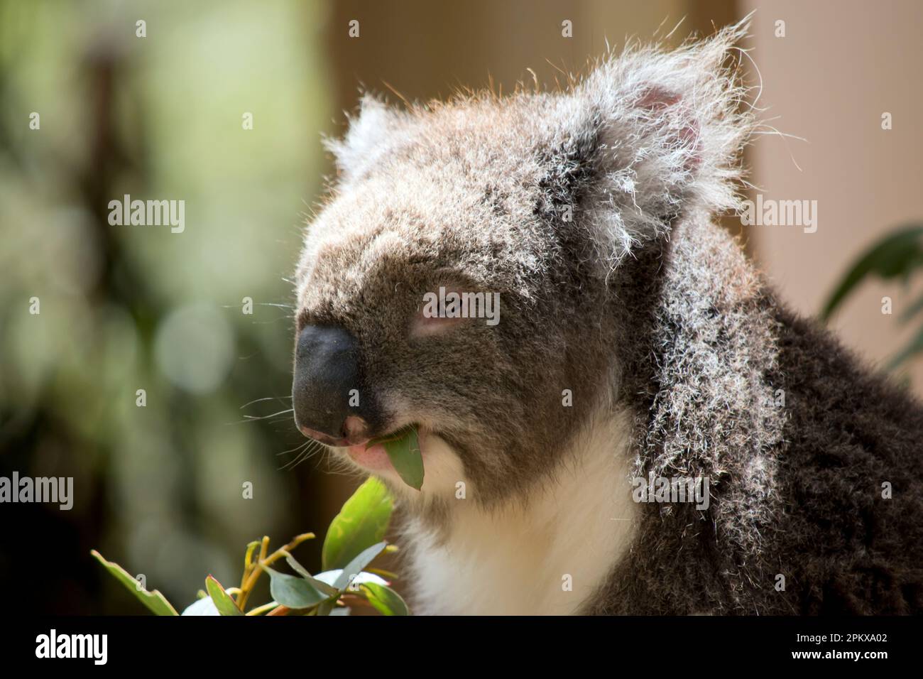 the Koala has a large round head, big furry ears and big black nose ...