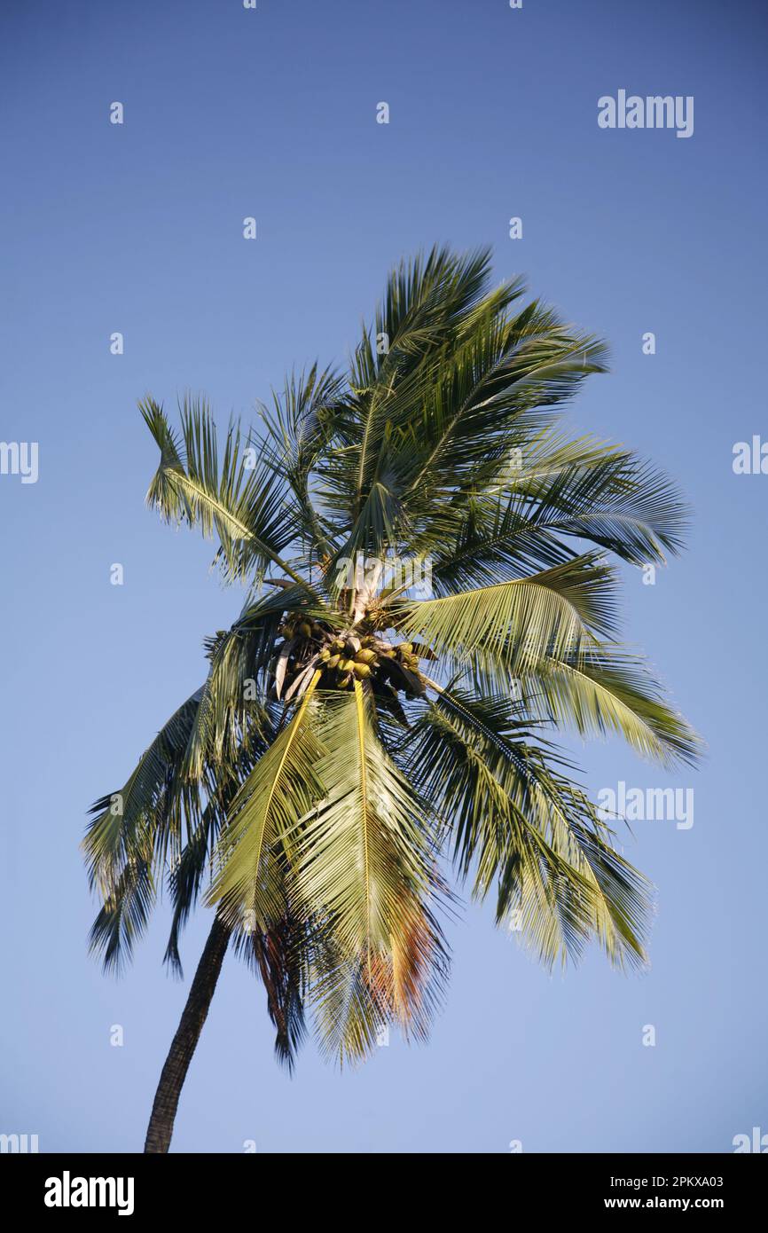 Palm tree on beach, Mombasa, India Stock Photo - Alamy