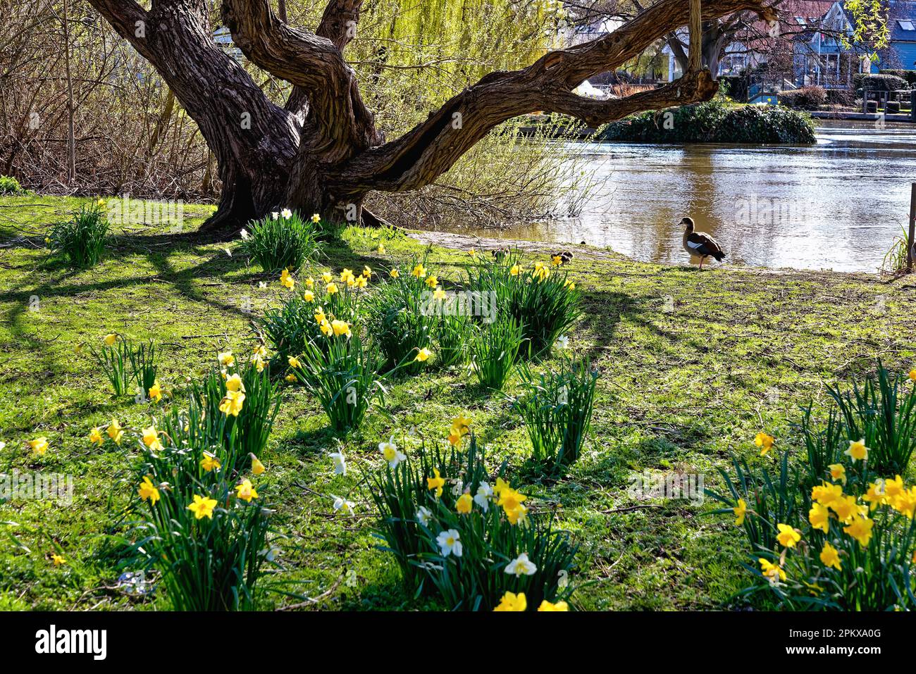 A sunny spring day by the River Thames at Shepperton, Surrey England UK ...