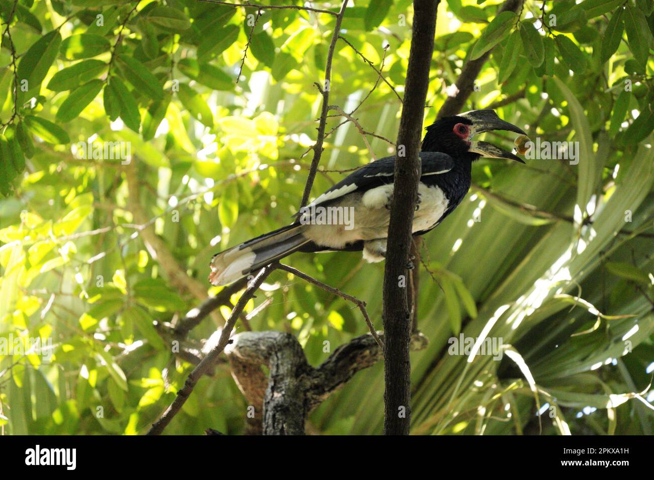Trumpeter Hornbill catching fruit Stock Photo - Alamy